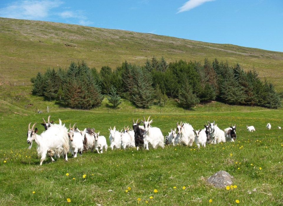 Geitur | Matarauður Íslands