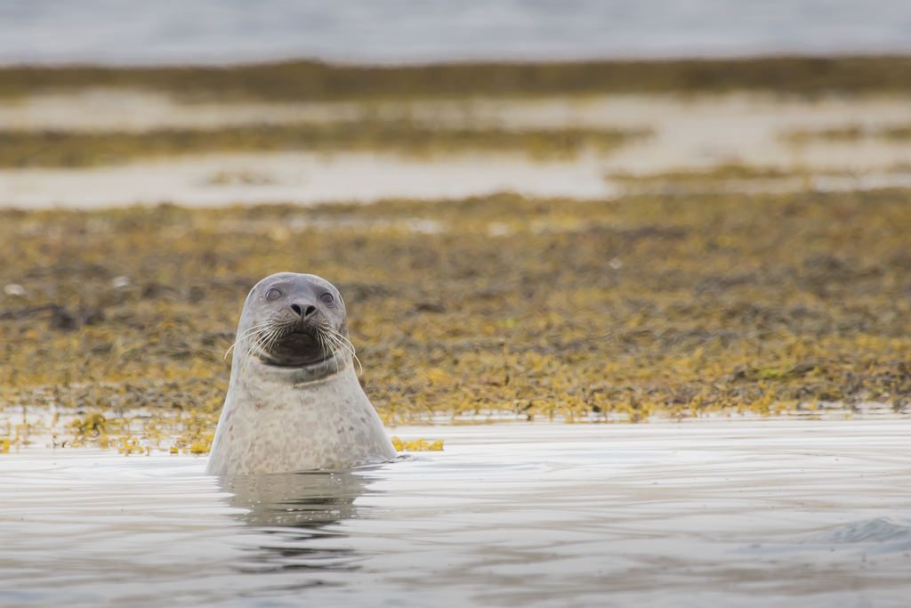 Selur | Matarauður Íslands